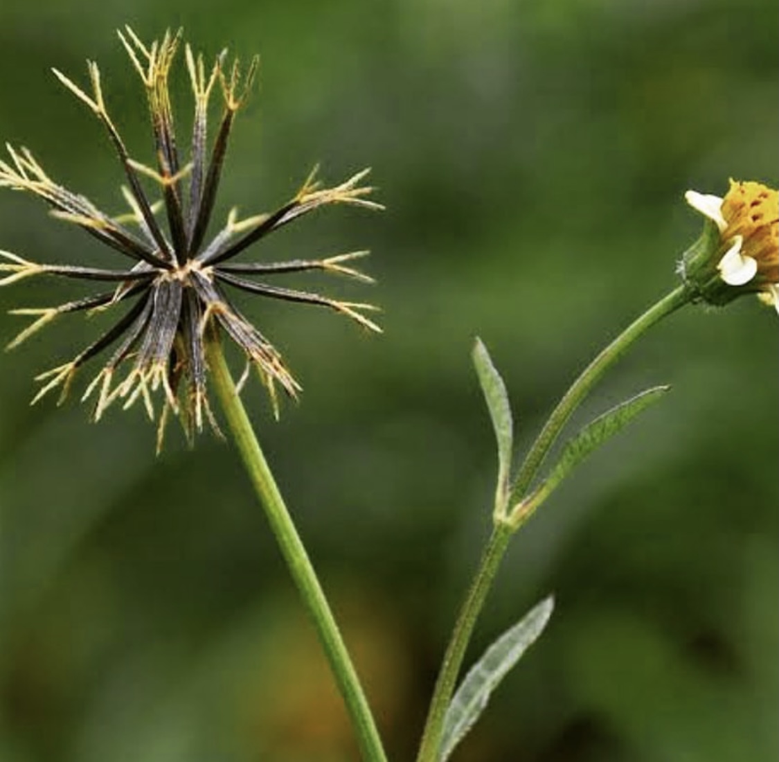 Herb Ally Cobbler's pegs - TheSoulSpace
